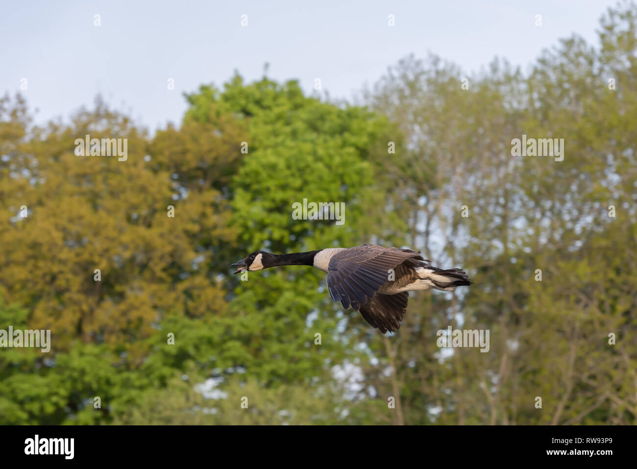 Geese flying over pond hi-res stock photography and images - Alamy