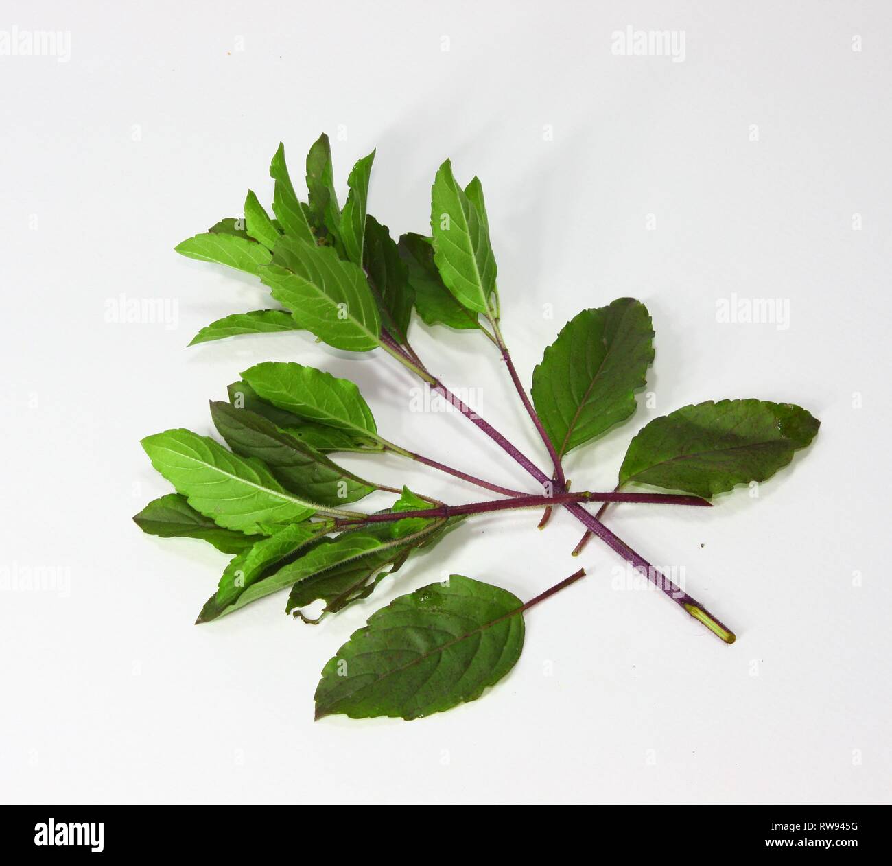 Holy basil hi-res stock photography and images - Alamy