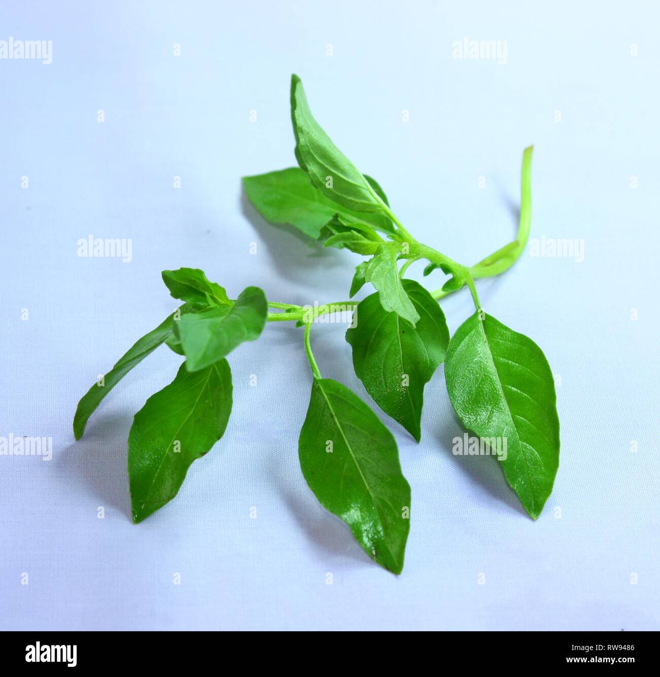 Lemon Basil Stock Photos & Lemon Basil Stock Images - Alamy