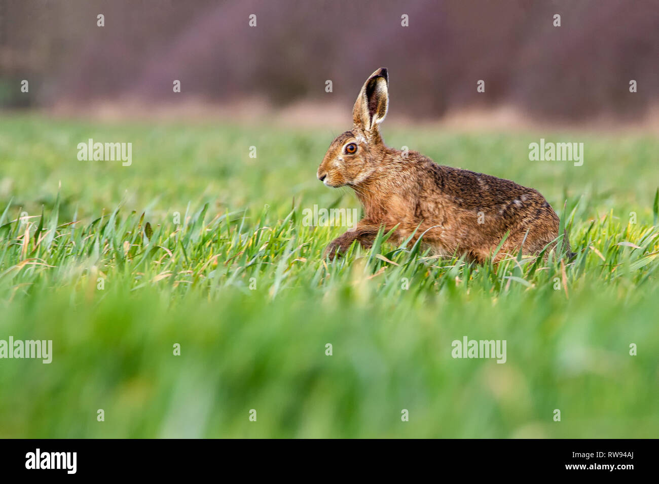 March Hare High Resolution Stock Photography and Images - Alamy