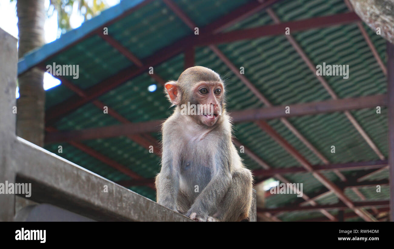 A cute monkey sits on an iron bar - China, Hainan Stock Photo - Alamy