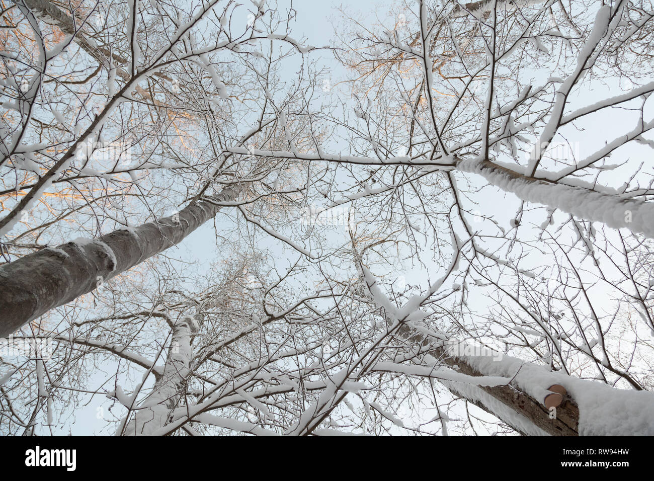 Bottom view of the snow covered trees in the forest Stock Photo - Alamy