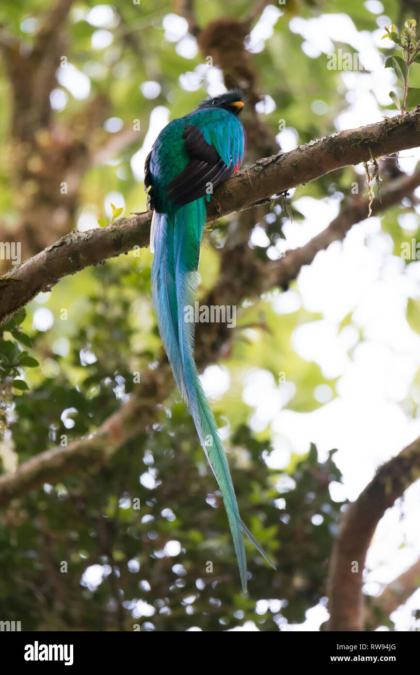 Quetzal feathers hi-res stock photography and images - Alamy