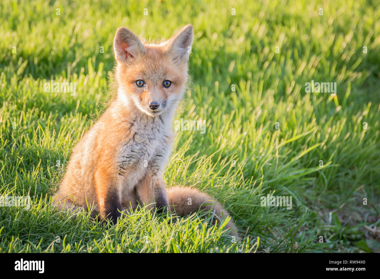 fuzzy young fox Stock Photo - Alamy