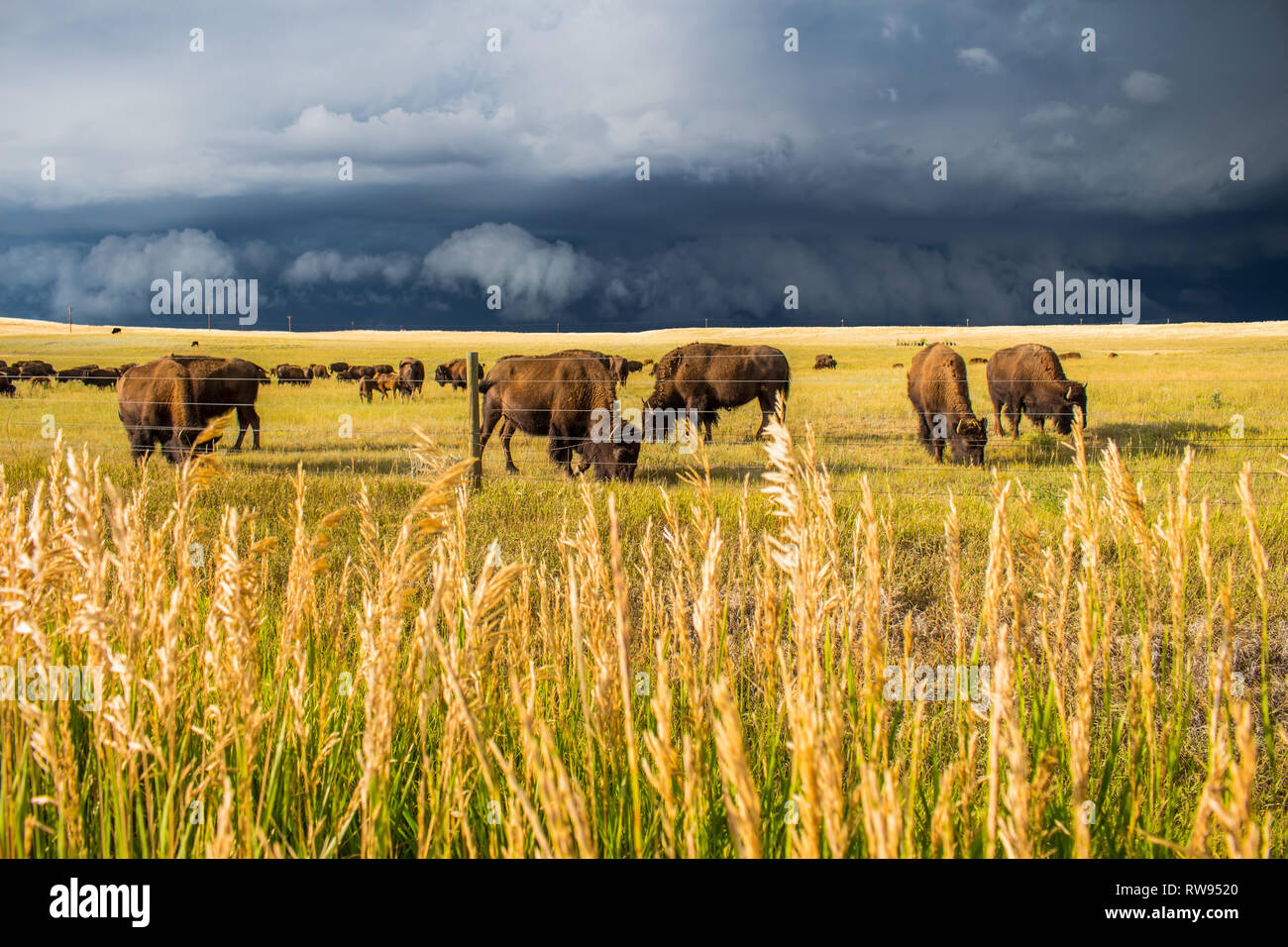 Bison thunderstorm hi-res stock photography and images - Alamy