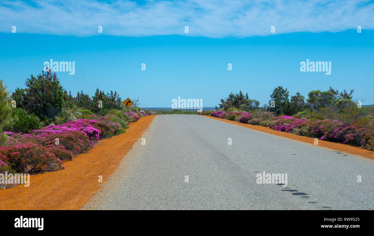 Australia outback flower flowers orange hi-res stock photography and ...