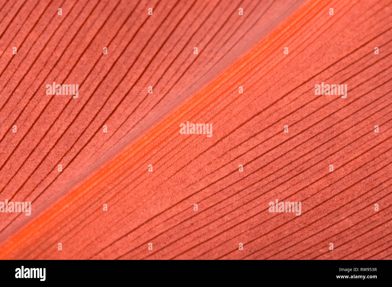 Living Coral color. Natural background of red leaf. Close up leaf ...