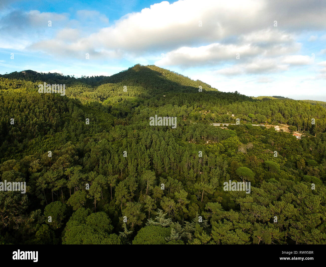 Aerial sun mountain pine forest hi-res stock photography and images - Alamy