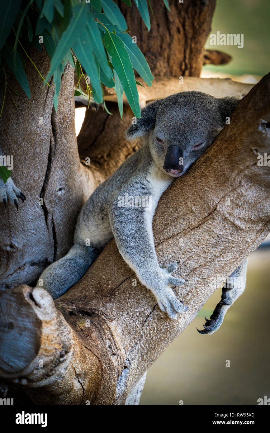 Baby Drop Bear