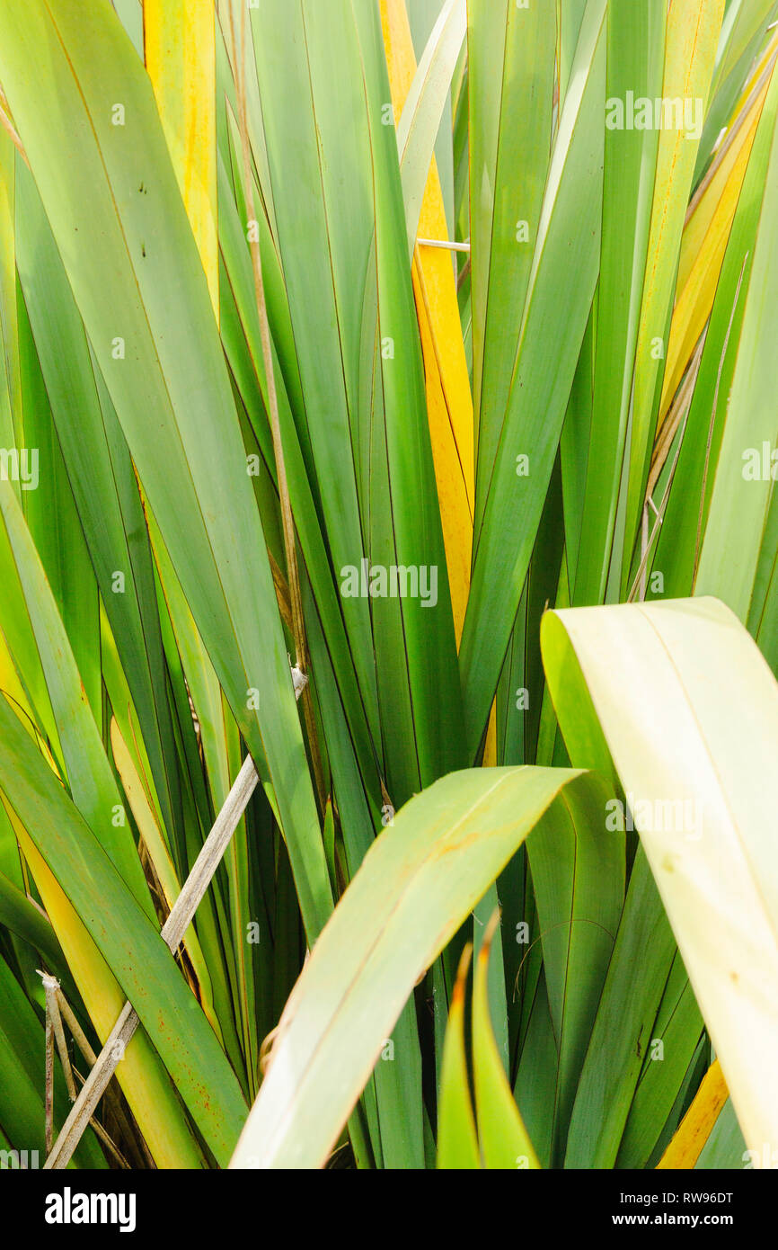 Colourful closeup of leaves from a NZ flax plant Stock Photo - Alamy