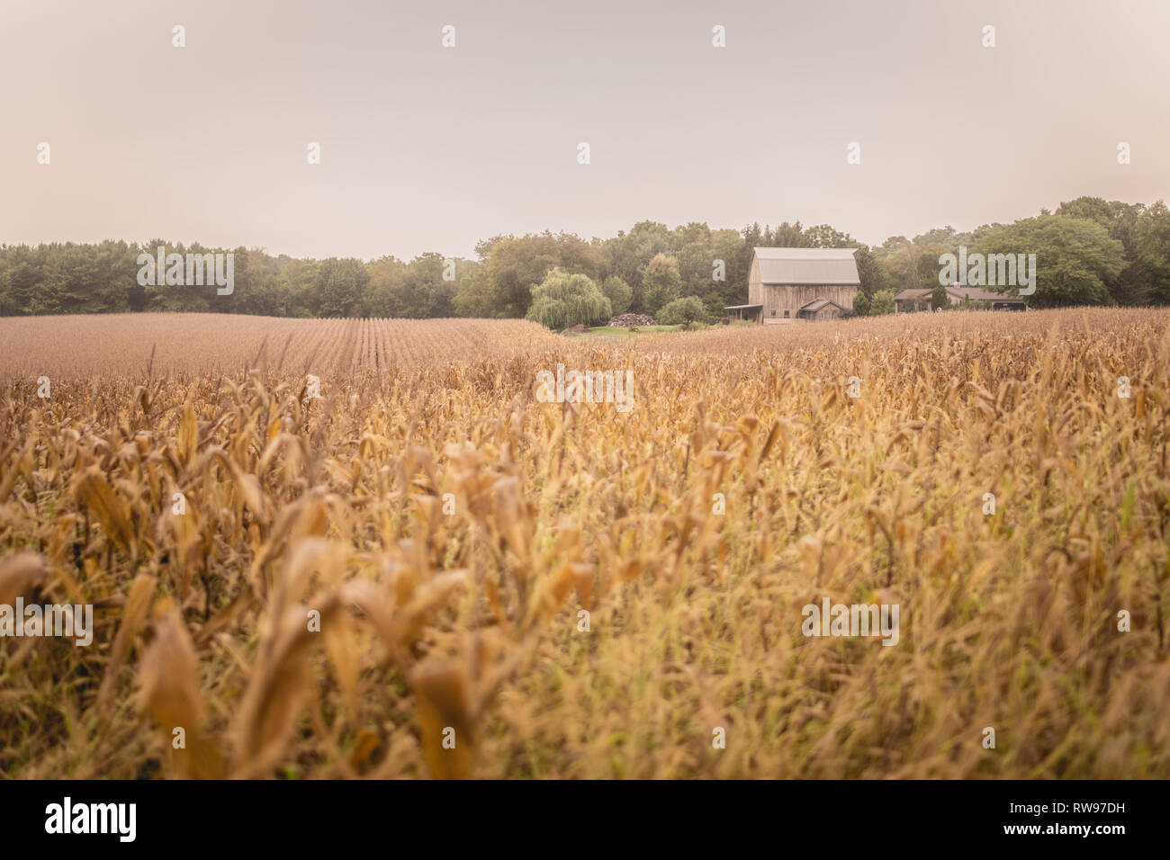 Corn Field at Harvest time and Barn Stock Photo - Alamy