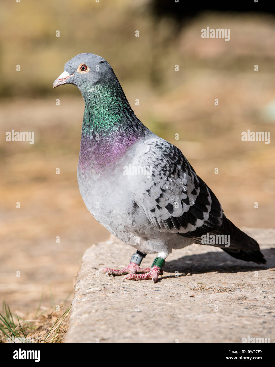 Homing Pigeon High Resolution Stock Photography and Images - Alamy