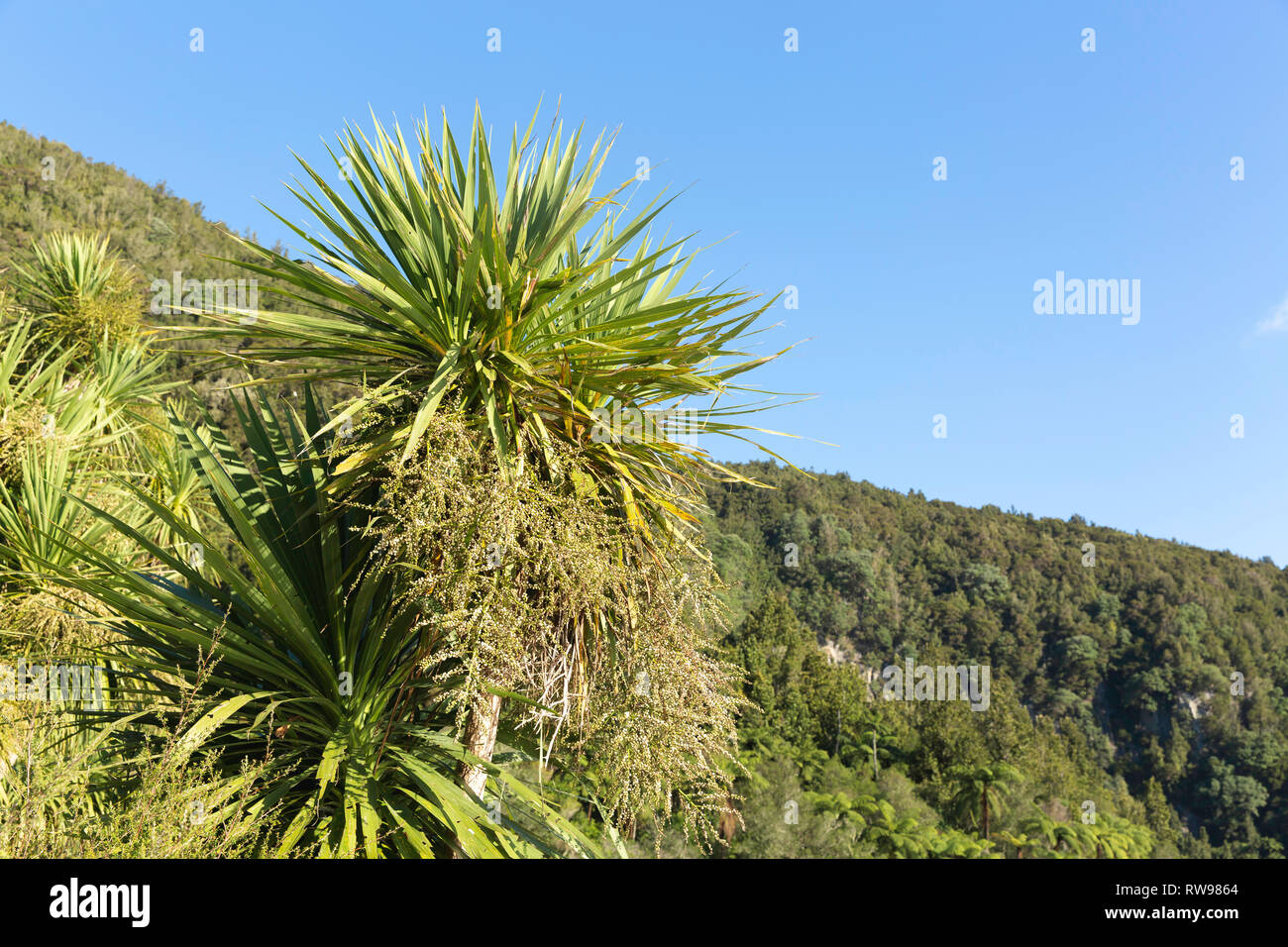 New Zealand Cabbage tree (Ti Kouka Stock Photo - Alamy