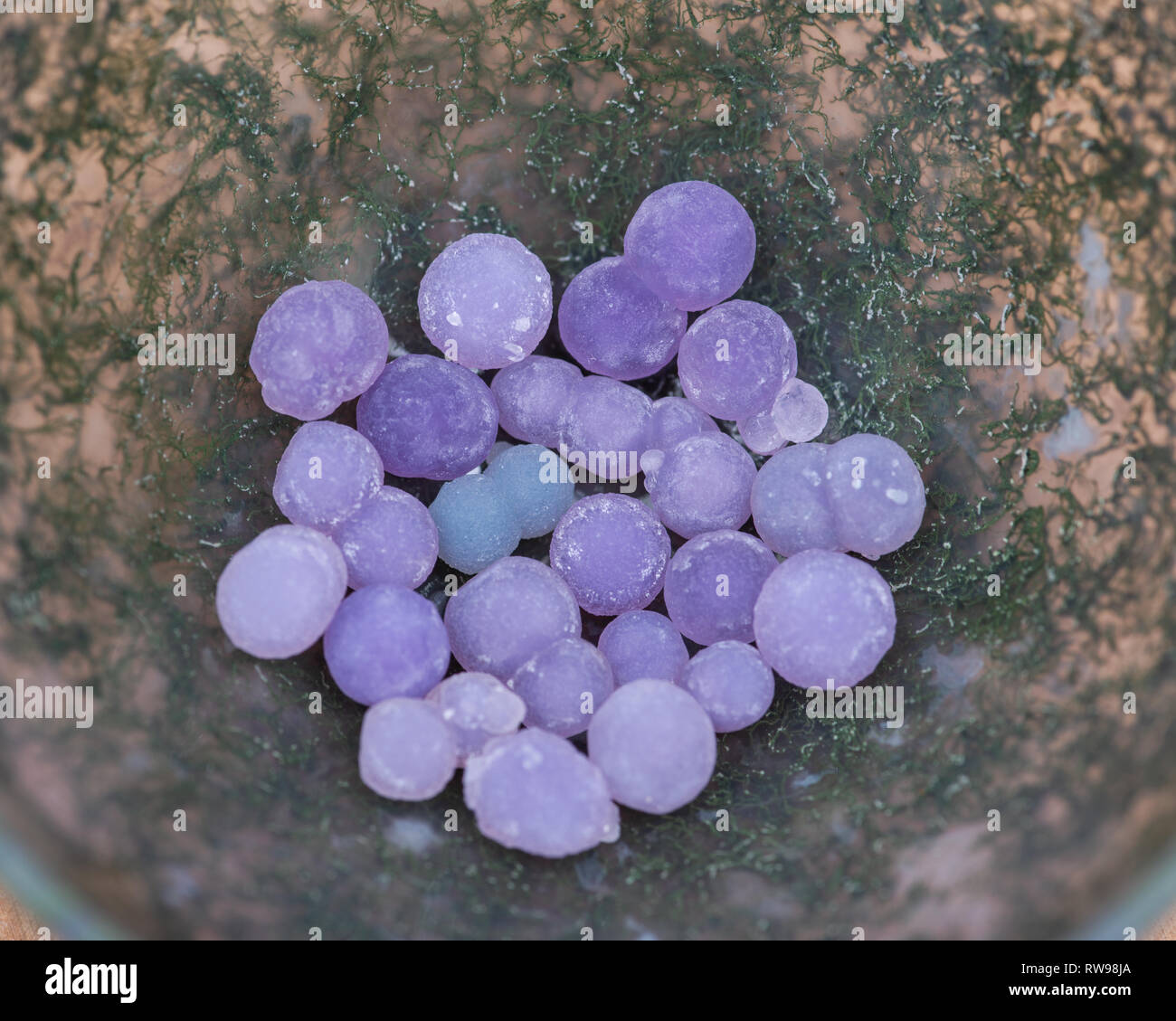 Grape Agate Balls from Indonesia in Moss Agate hand carved polished ...