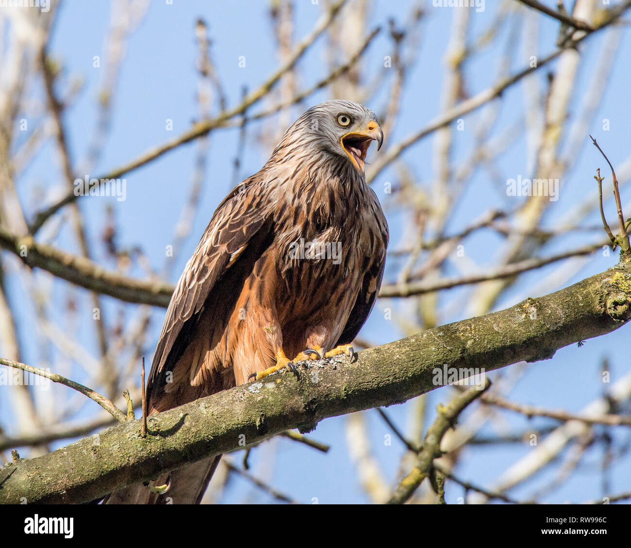 Red Kite at rest in tree Stock Photo - Alamy