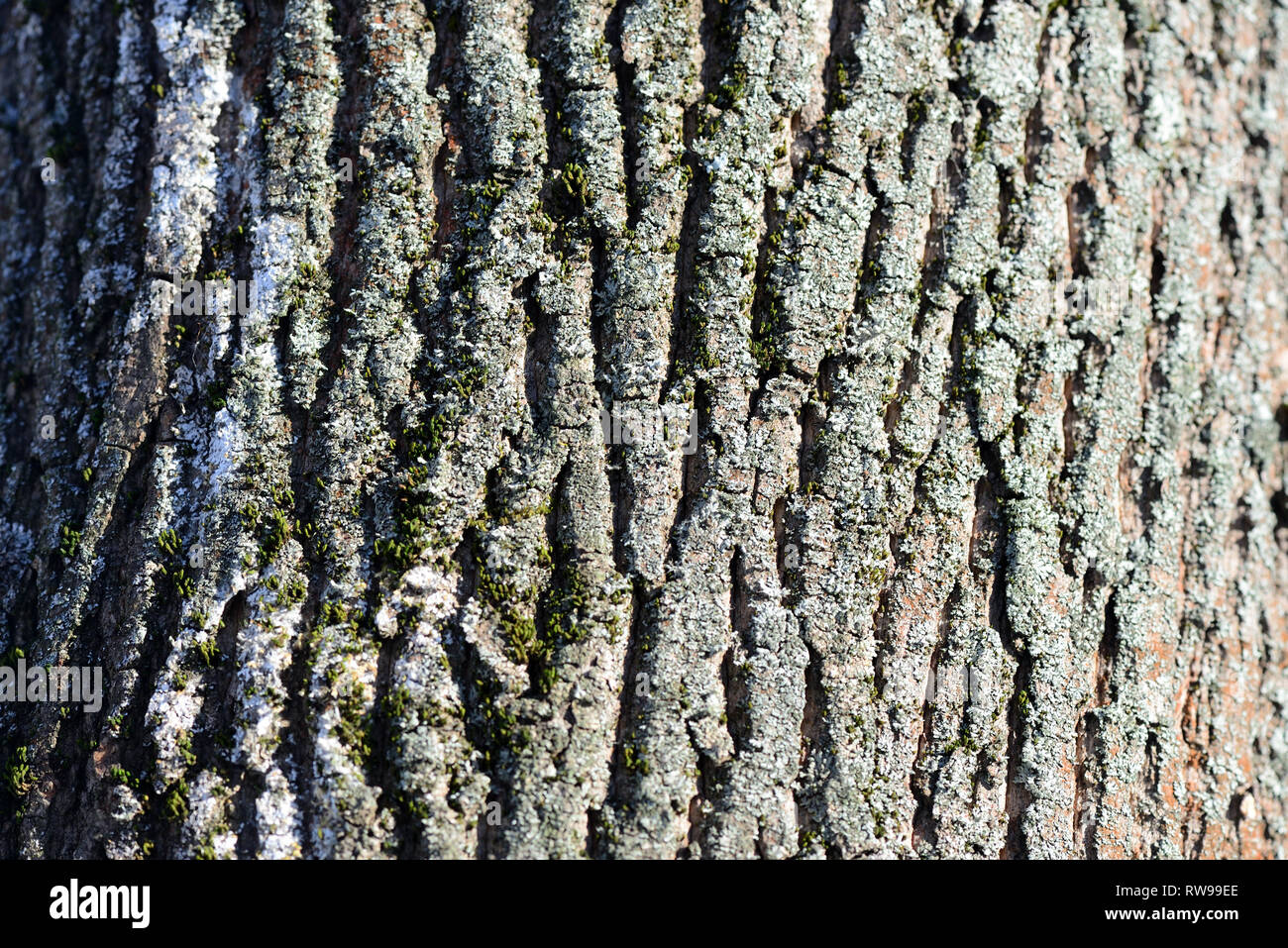 Tree bark illuminated by the sun texture background close up Stock ...