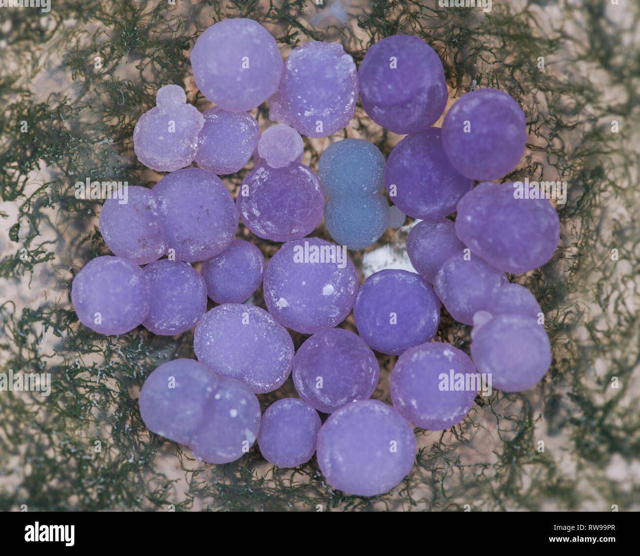 Quartz crystal purple hand hi-res stock photography and images - Alamy