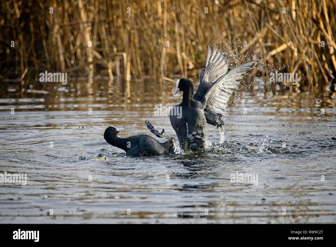Leighton moss rspb reserve hi-res stock photography and images - Alamy