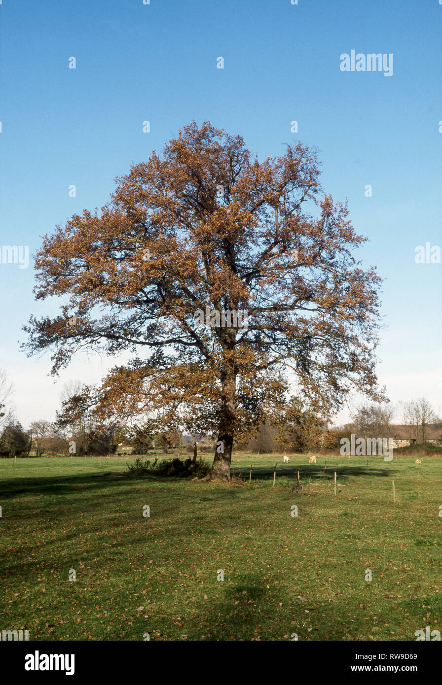 Oak tree (Quercus robur) in autumn.Southwest France.Number 3 in ...