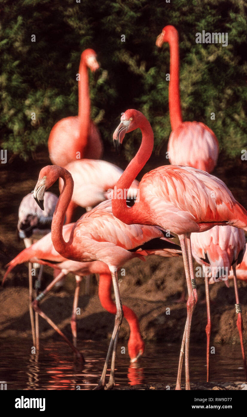 American flamingo photographs hi-res stock photography and images - Alamy