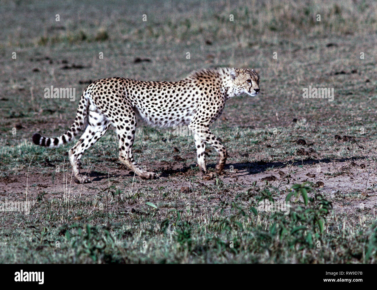 Adult male Cheetah walking quickly across the plain of the Masai Mara ...