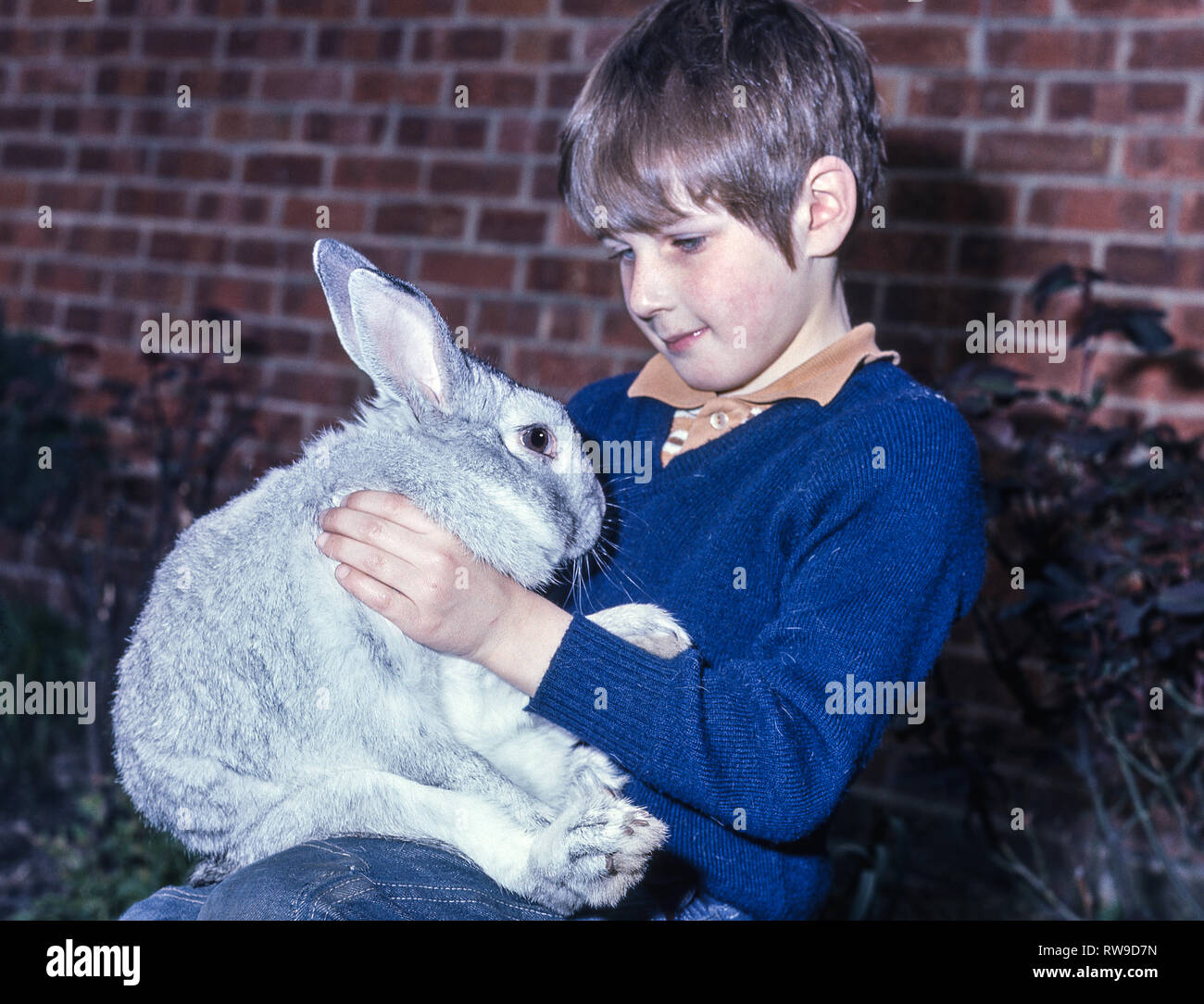 Young boy with a very large rabbit on his knee Stock Photo - Alamy