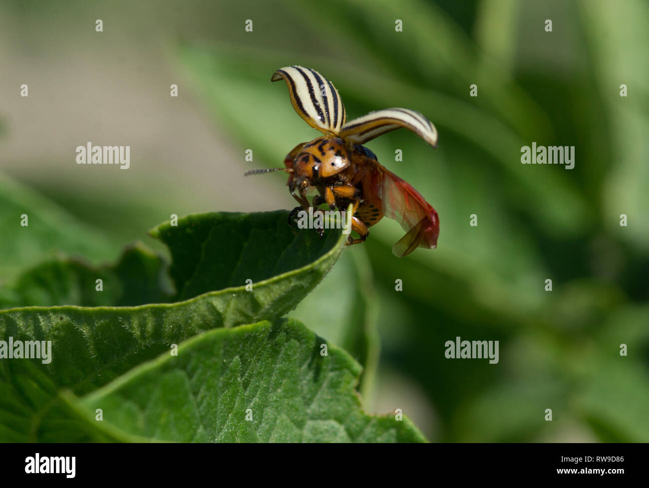 Animals Without Backbones High Resolution Stock Photography and Images ...