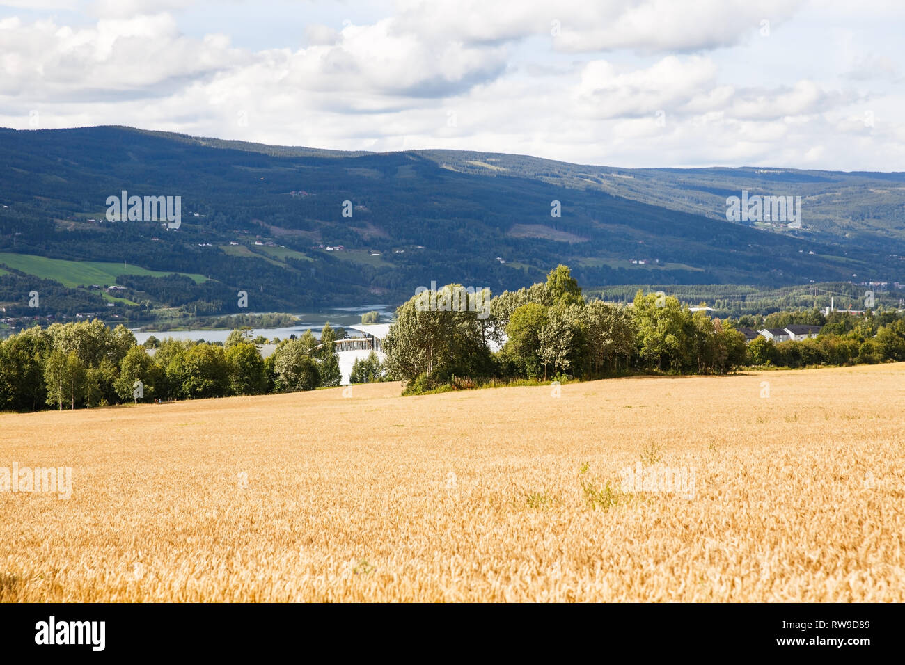 Landscape with wheat field, trees and mountains in Norway Stock Photo ...