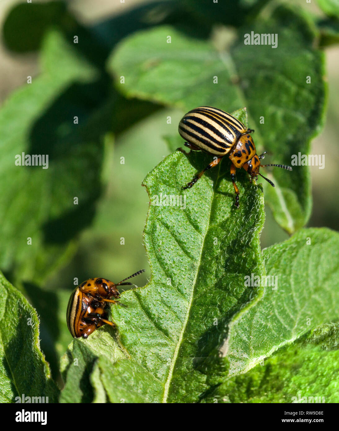 Colorado Beetle (Leptinotarsa decemlineata).Insects on potato plants in ...