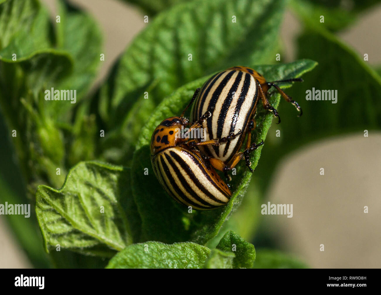 Animals Without Backbones High Resolution Stock Photography and Images ...