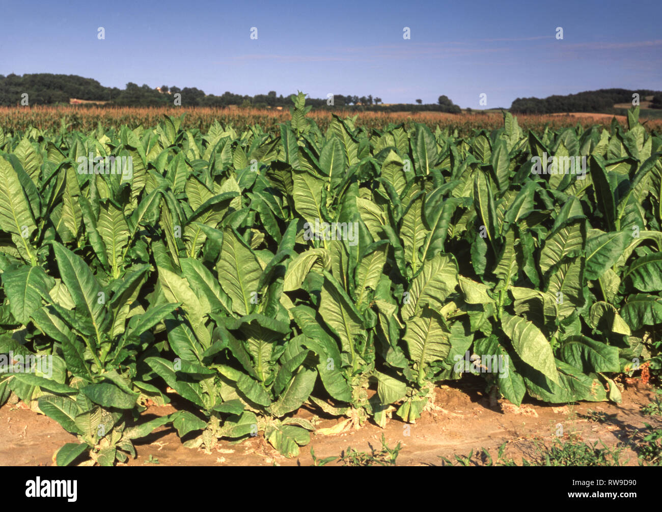 Tobacco plant disease hi-res stock photography and images - Alamy