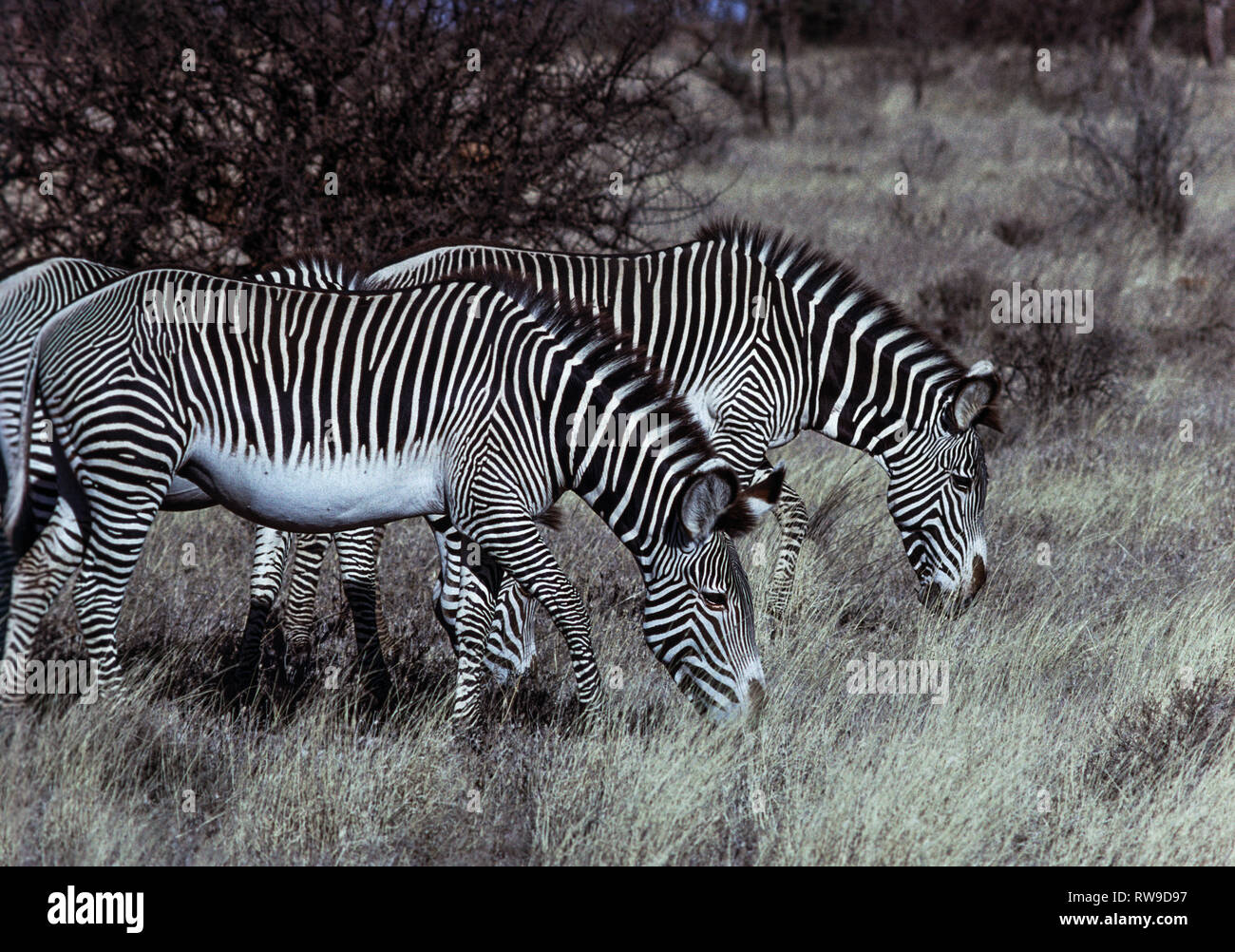 Grevy's Zebra (Equus grevyi).Animals in the Samburu National Reserve ...