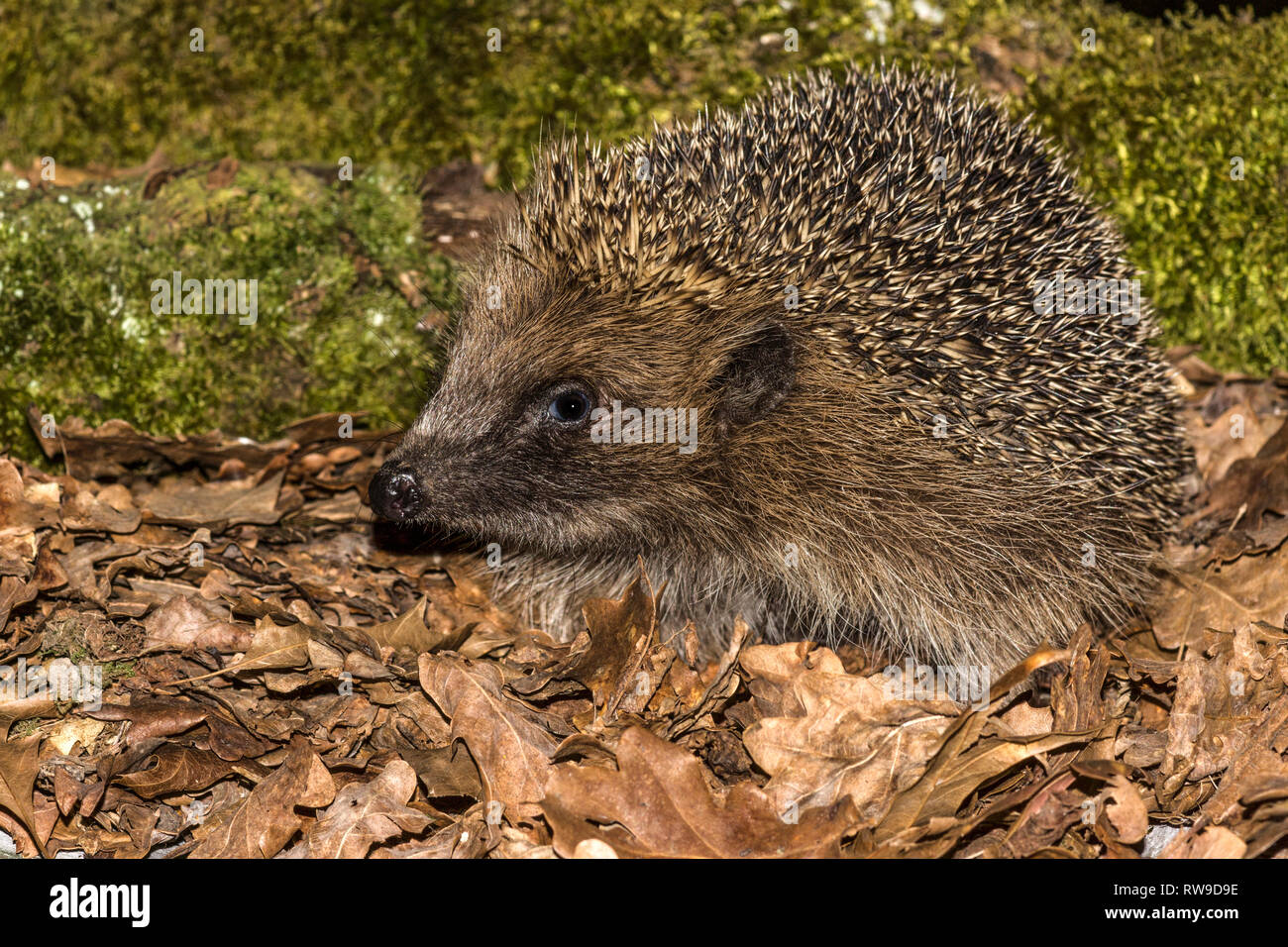 European Hedgehog (Erinaceus europaeus).Adult in autumn in the early ...