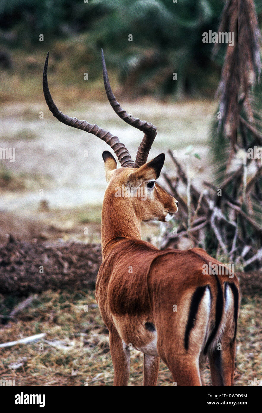 Shrubby areas hi-res stock photography and images - Alamy