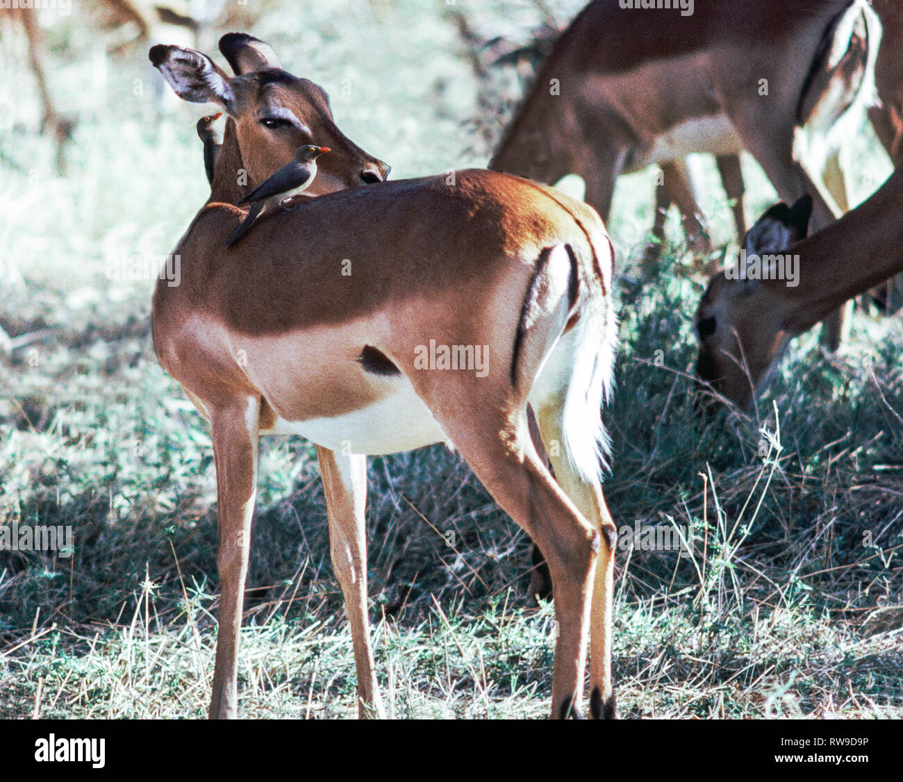 Impala (Aepyceros melampus) are relatively common in the more shrubby ...