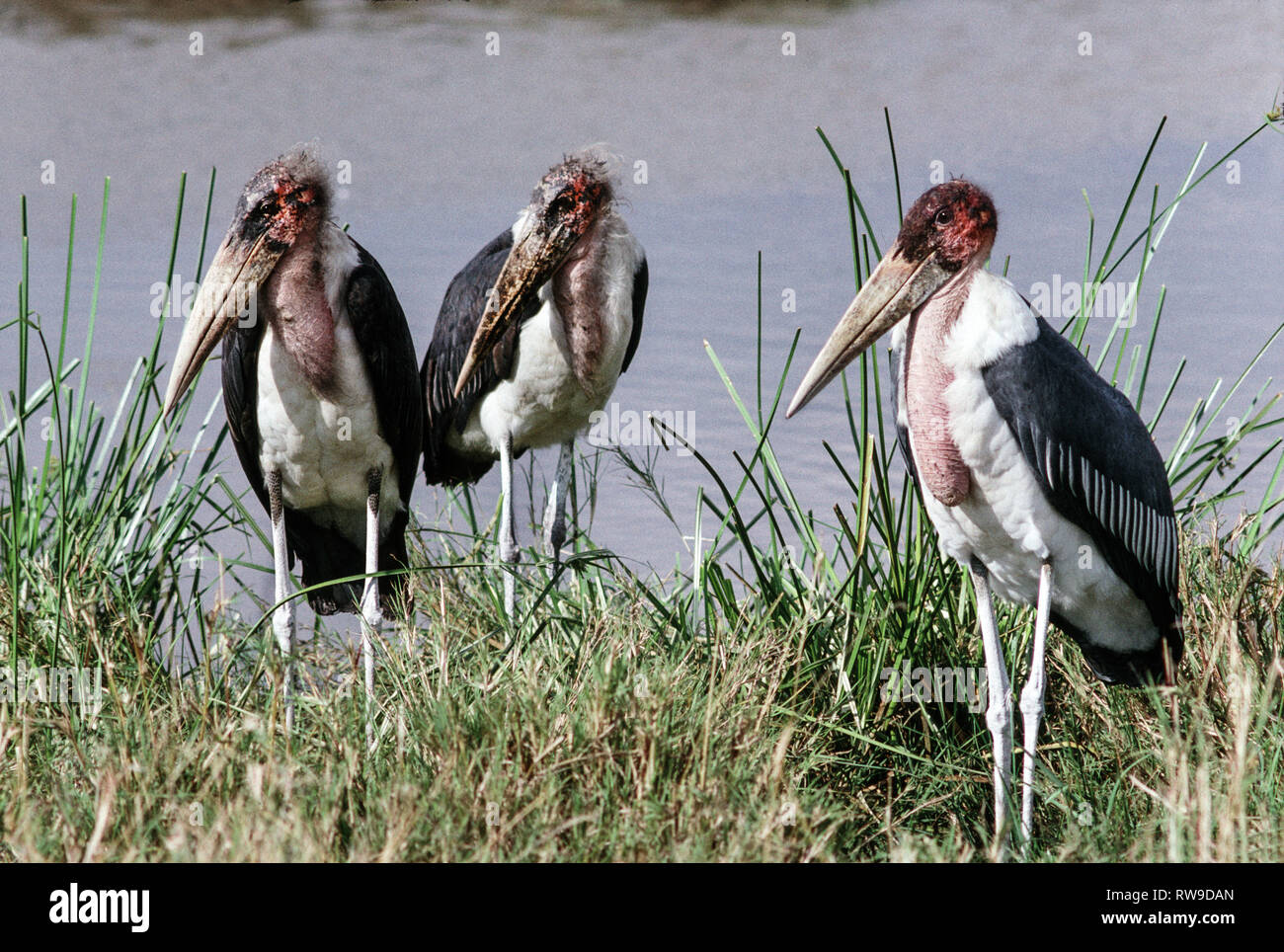 Three adult Marabou Storks (Leptopilos crumeniferus).Photographed in ...