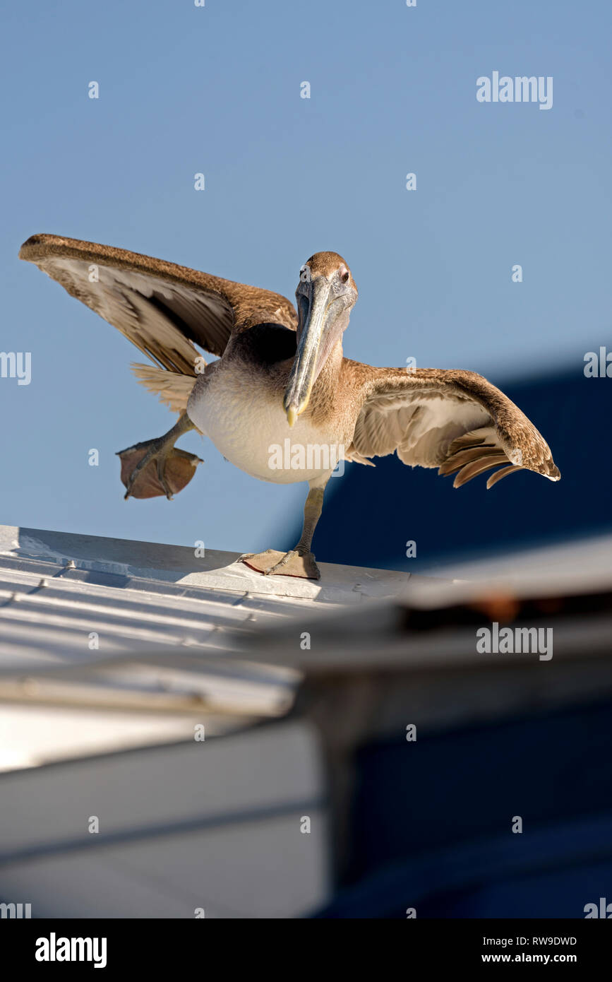Brown pelican, (Pelecanus occidentalis) standing on one leg, Rose ...