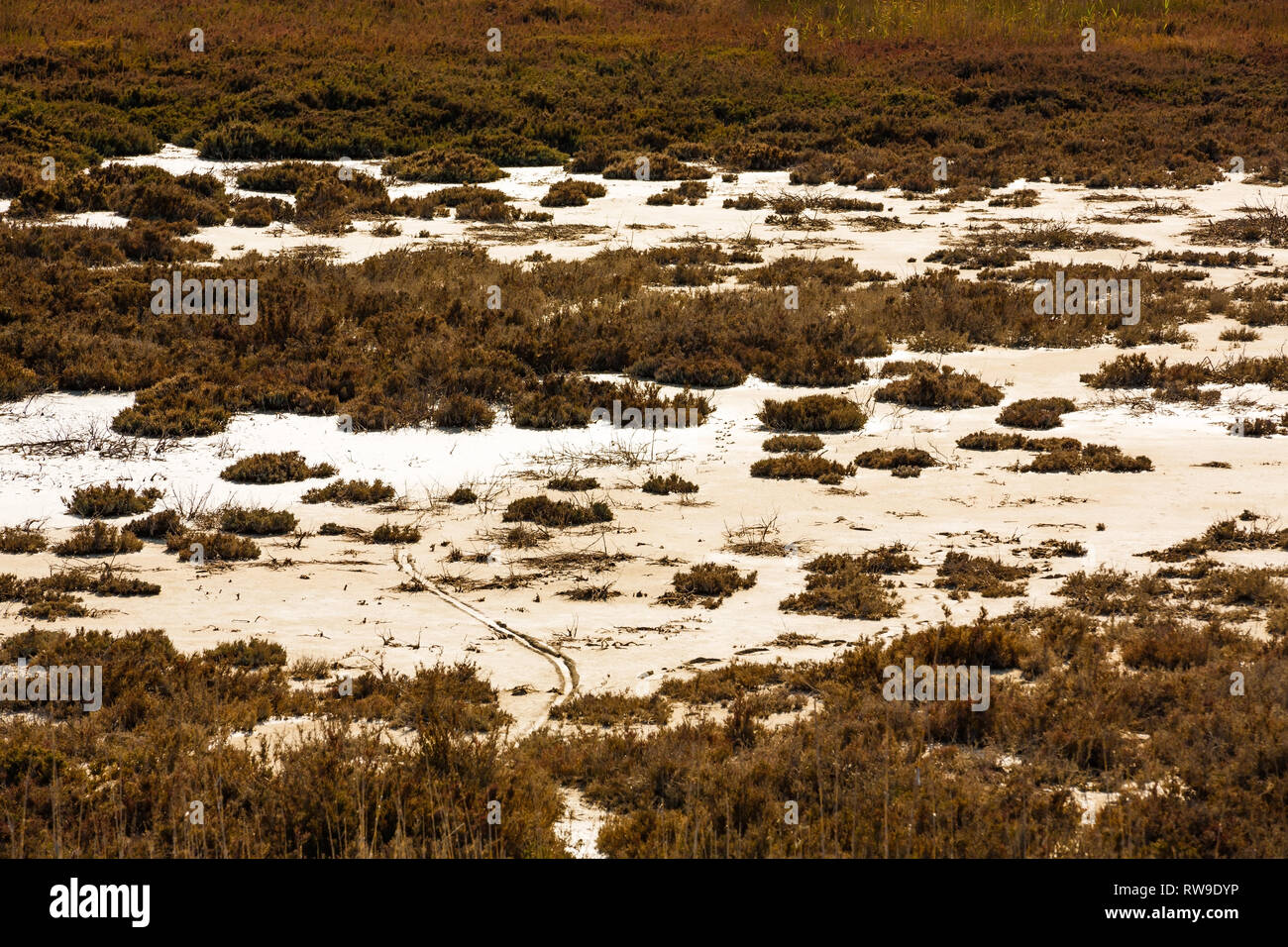 Swamp morass hi-res stock photography and images - Alamy