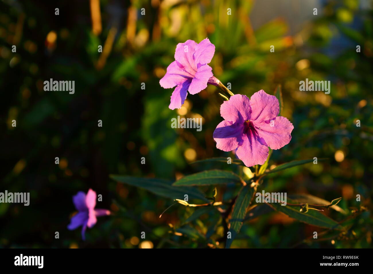 Pandanus flower hi-res stock photography and images - Alamy