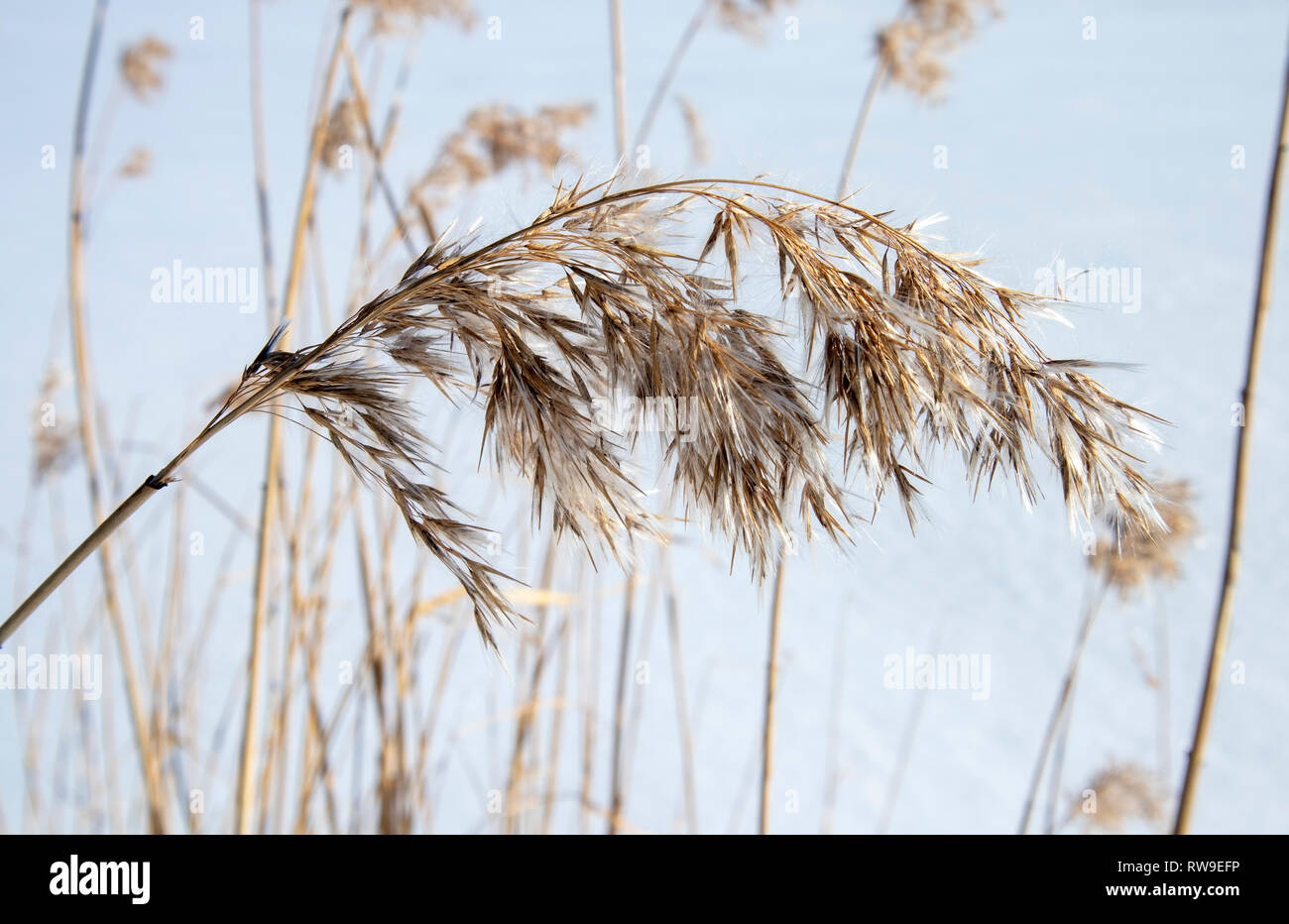 Phragmites australis seed head, Finland Stock Photo - Alamy