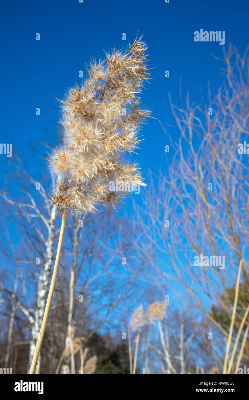 Phragmites australis seed head, Finland Stock Photo - Alamy