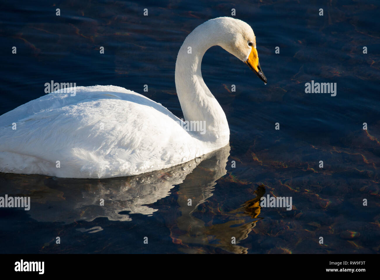 Whooper swan (Cygnus cygnus) in Muonio, Finland Stock Photo - Alamy
