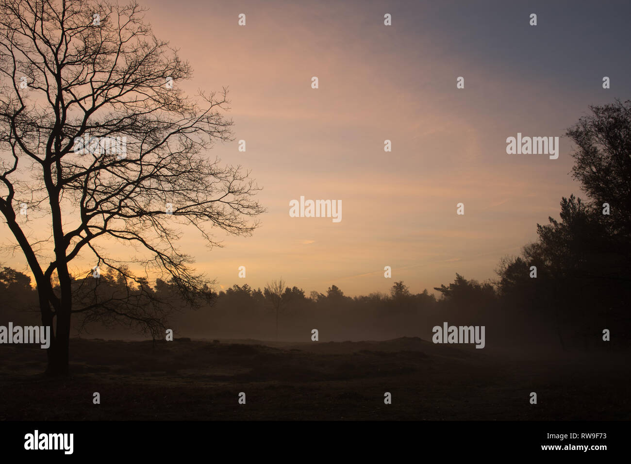 Sunrise Tree Silhouette Stock Photo - Alamy