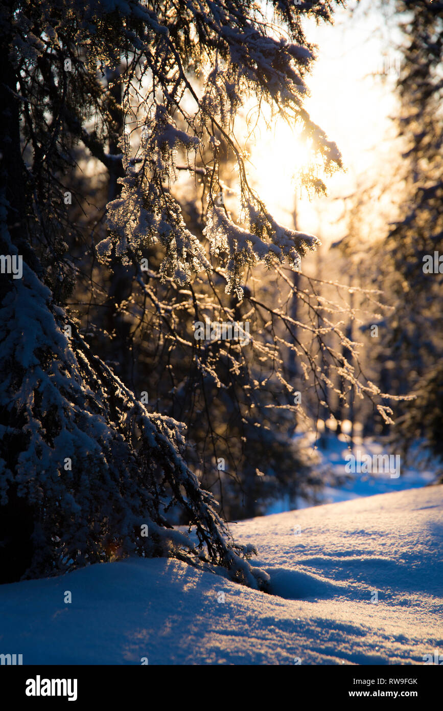 Snowy forest in Finnish Lapland Stock Photo - Alamy