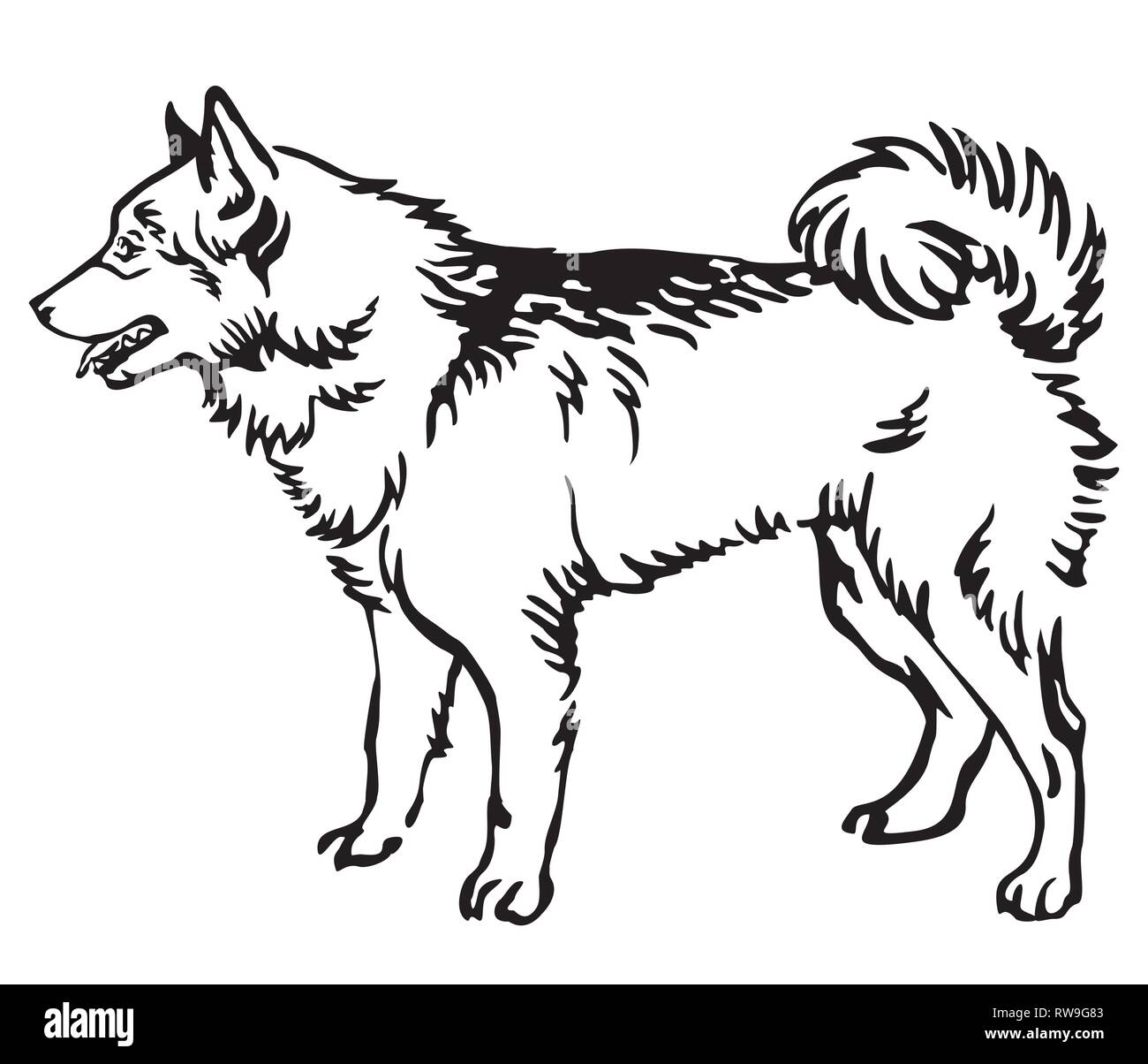 White Finnish Spitz Puppies