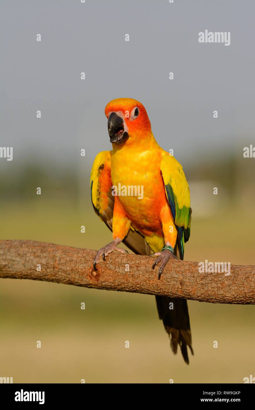 beautiful Sun Conure (Aratinga solstitialis) as pet Stock Photo - Alamy