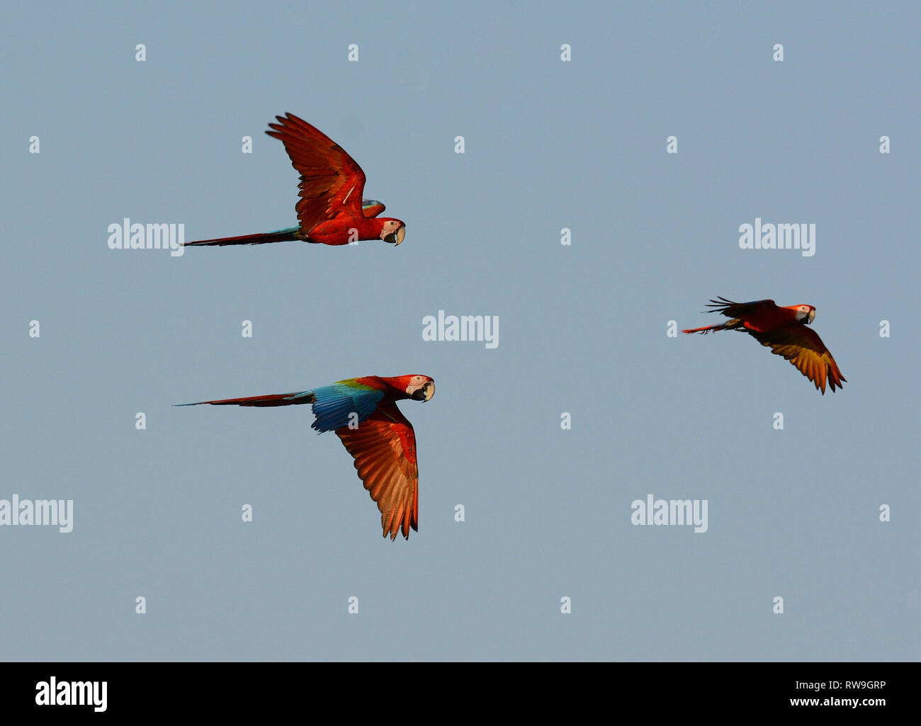 beautiful Green-winged Macaw (Ara chloropterus) as pet free flying ...