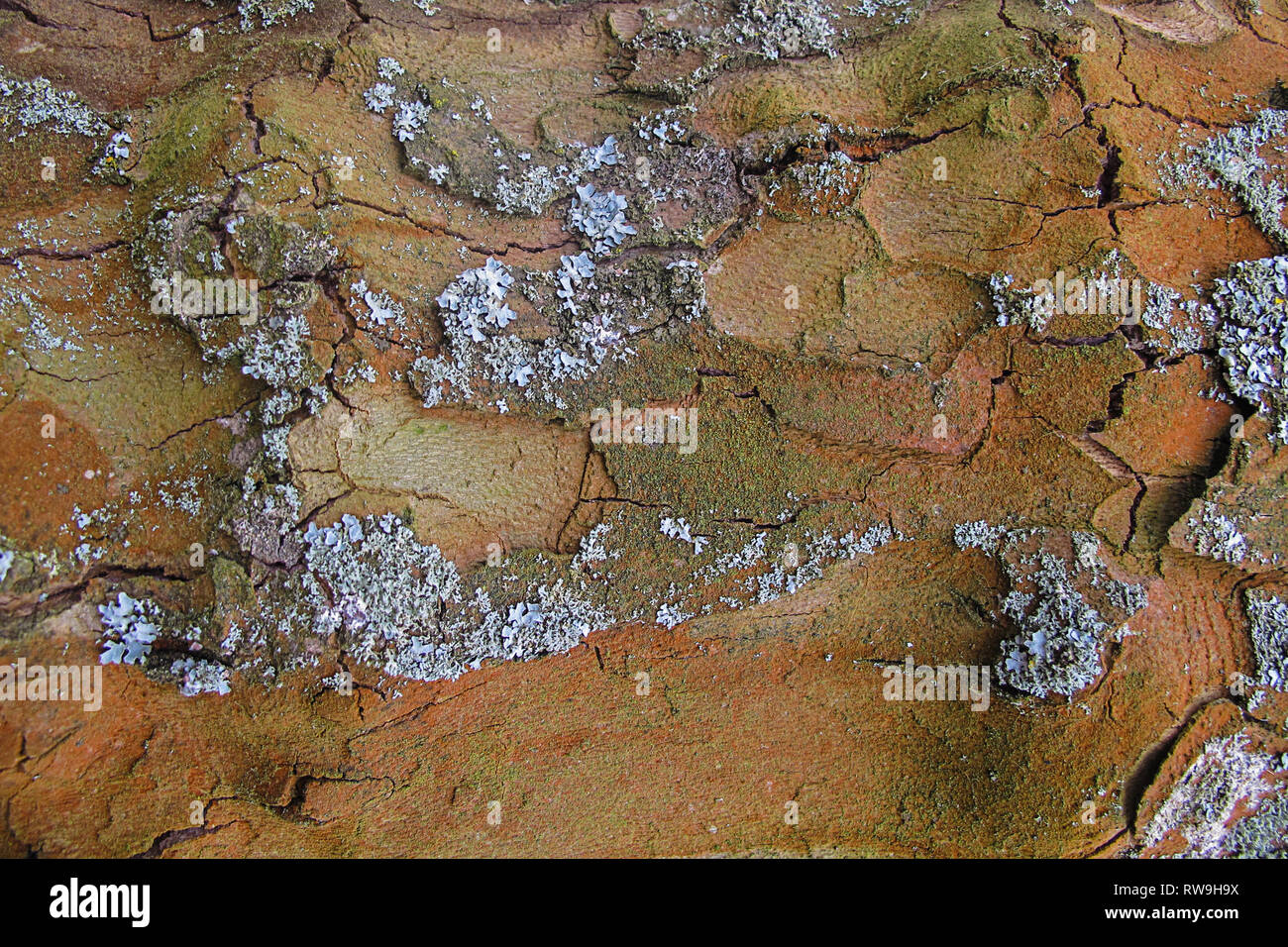 texture background tree bark lichen Stock Photo - Alamy