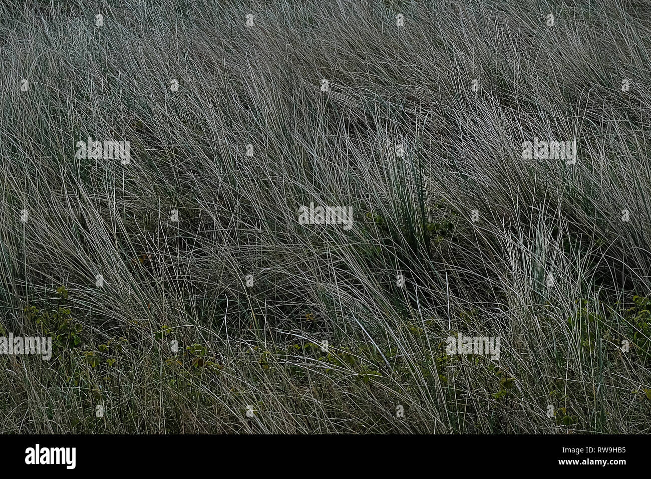 background texture grasses meadow field Stock Photo - Alamy