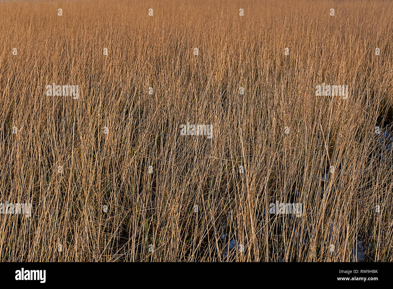 texture grasses meadow field Stock Photo - Alamy